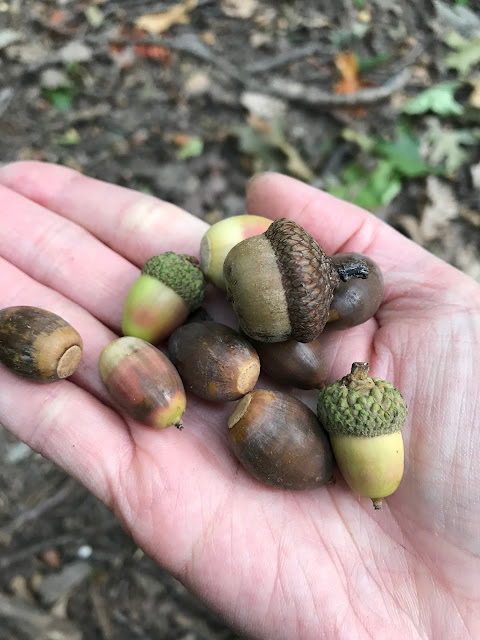 Once upon a cook: How to make acorn flour