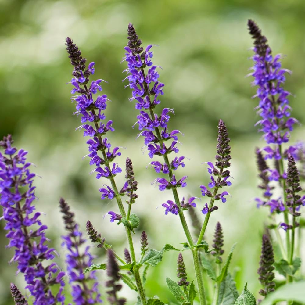 DIÁRIO COM A NATUREZA: 11 DE MAIO - CHIA - SALVIA HISPANICA - SEMENTE E ...