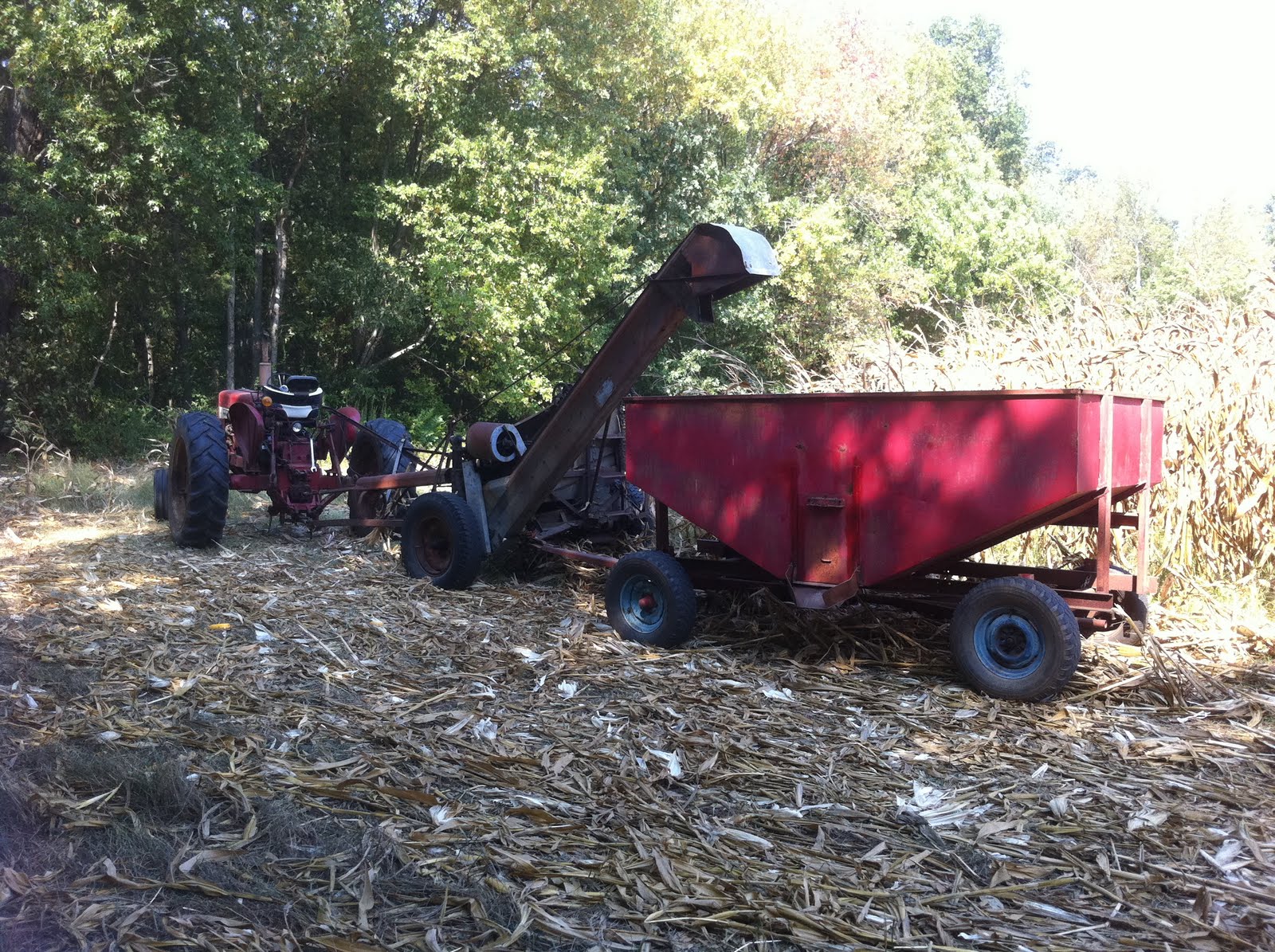 Southern Grits & Tidbits: Picking Ear Corn