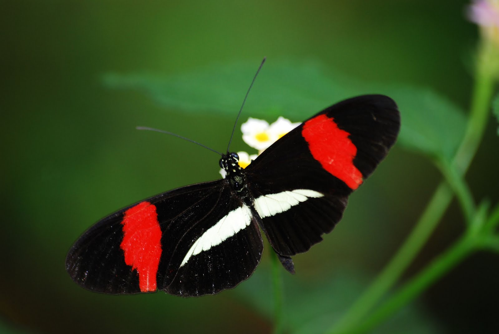 News Butterfly: Butterfly Facts