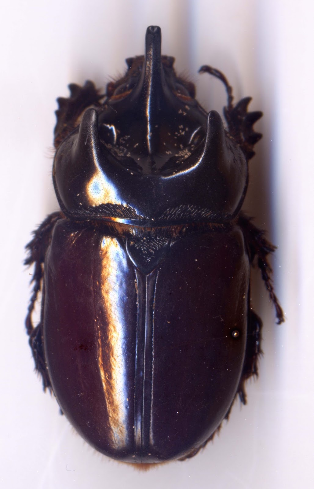 虫頭: ミツノカブト（Strategus aloeus）Ox Beetle