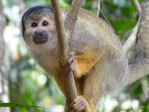 Nombres de animales que viven en la selva tropical - Imagui