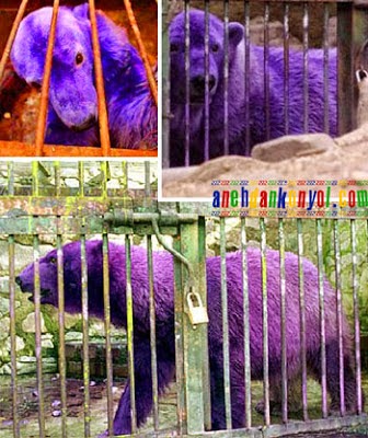 Unik, Hewan Lucu Berwarna Ungu | Nge-Baca