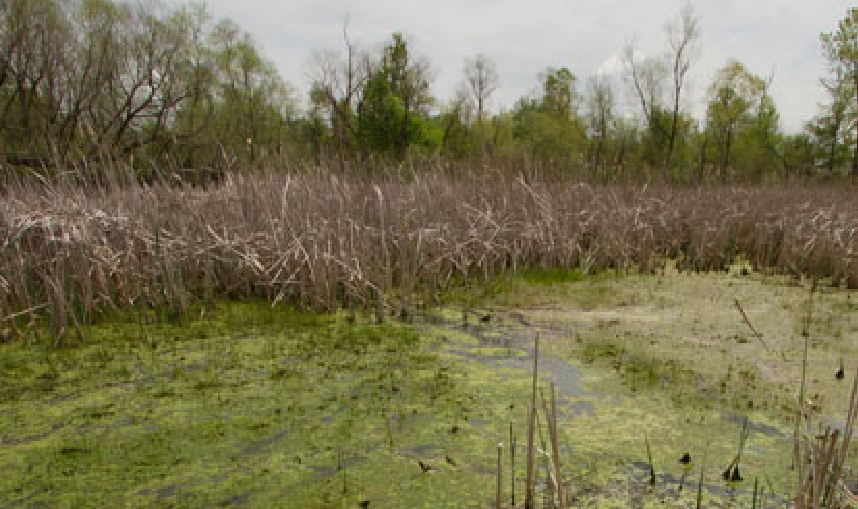 Rawa: Karakteristik, Contoh, Jenis, Manfaat dan Klasifikasinya