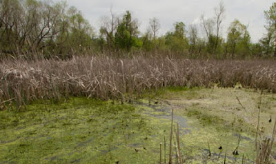 Rawa: Karakteristik, Contoh, Jenis, Manfaat dan Klasifikasinya