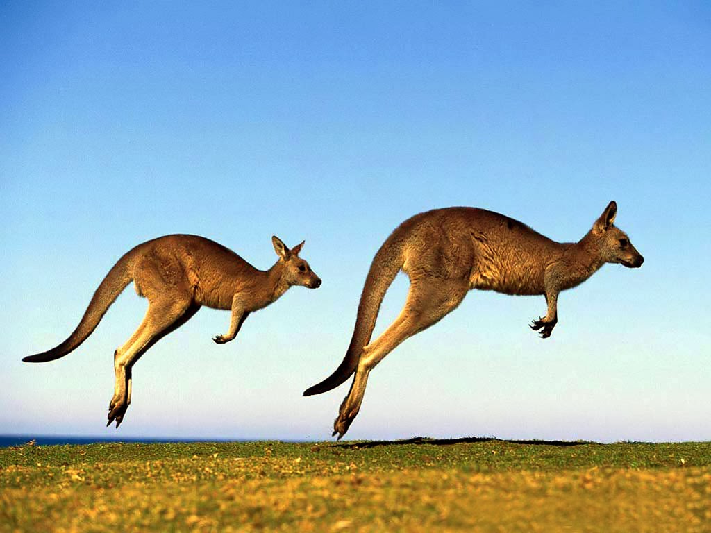 Kangaroo Wallpapers - asimBaBa | Free Software | Free IDM Forever