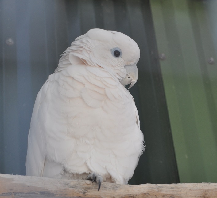 ZOOTOGRAFIANDO (6.057 ANIMALS): CACATÚA DE LAS SALOMÓN / SOLOMONS ...