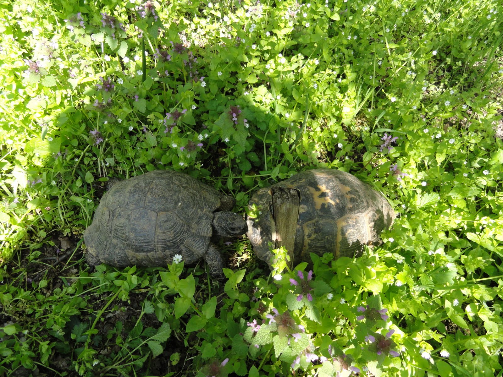 Frumusetile naturii: Broasca testoasa de uscat - "testoasa dobrogeana ...