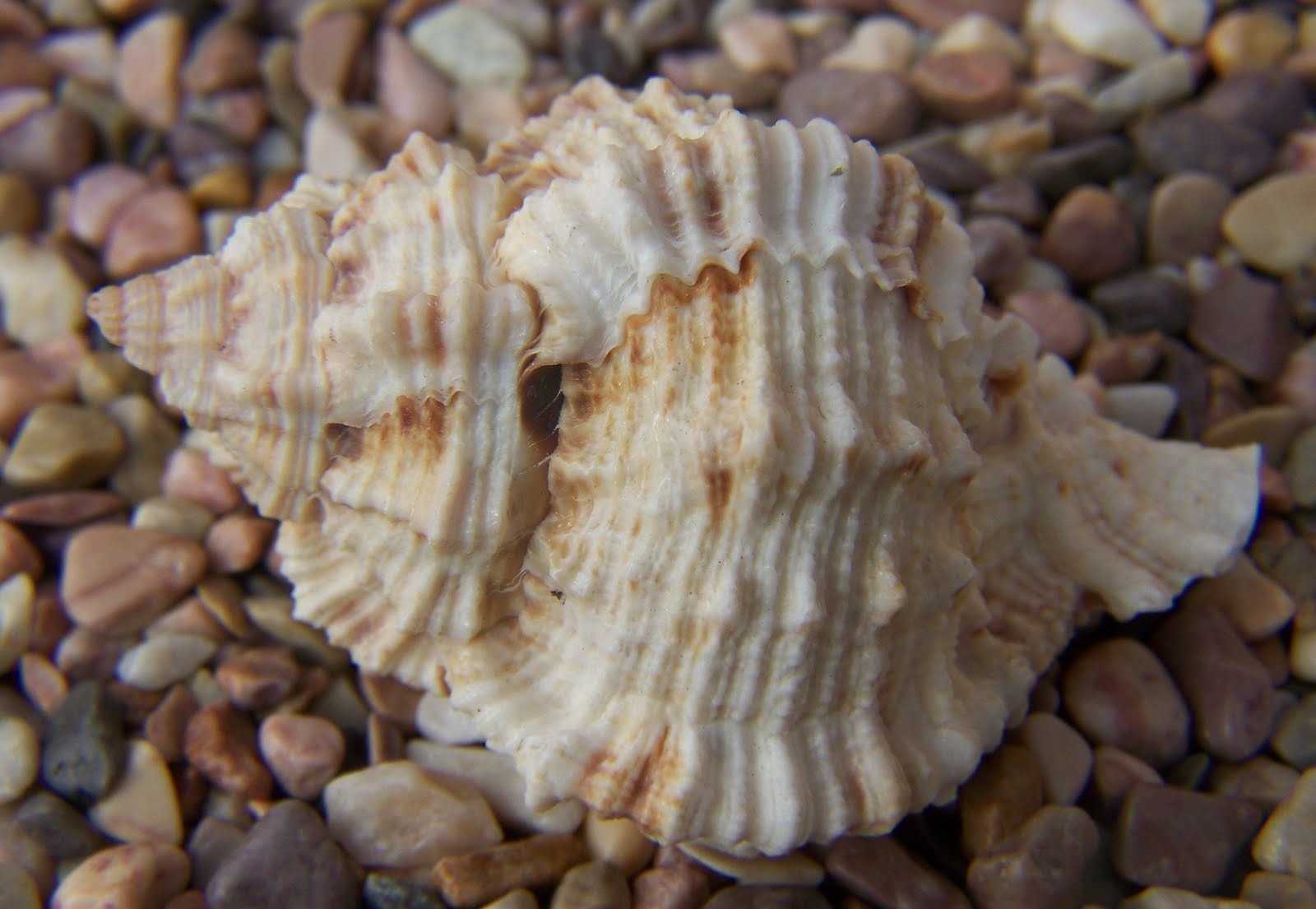 Pictures of Seashells: Brown & White Seashell