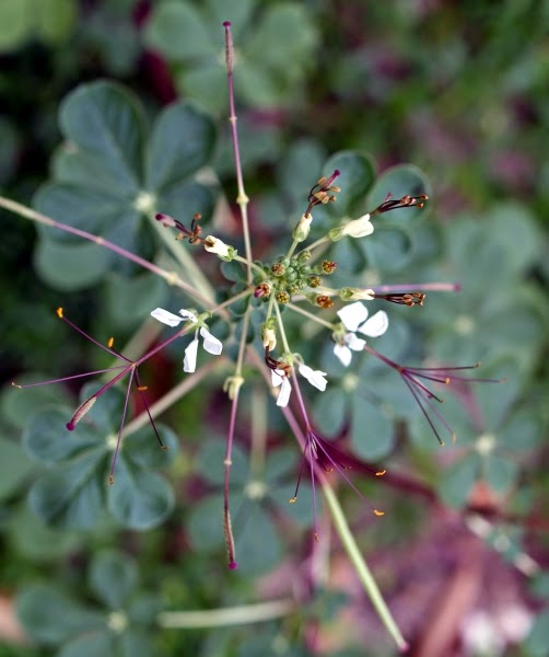 Dasar Bunga (Receptaculum atau Torus) ~ MUNAWI INSIDE