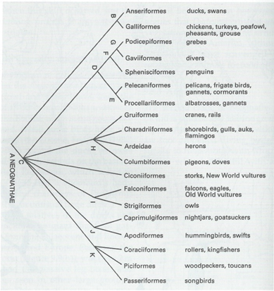 Fruit Explorer: The Fruit Explorer Considers the Evolution and History ...