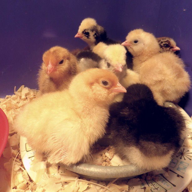 Feather Feet & Vulture Hocks: A Long Overdue Update