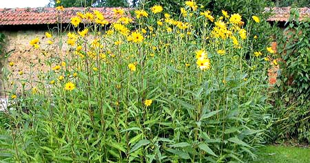 CJA Agriculture: Planting sunchokes
