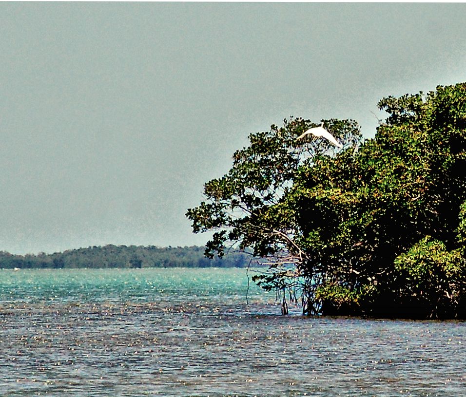 Bahama Bob's Rumstyles: Fish Hawk Key: Revisited