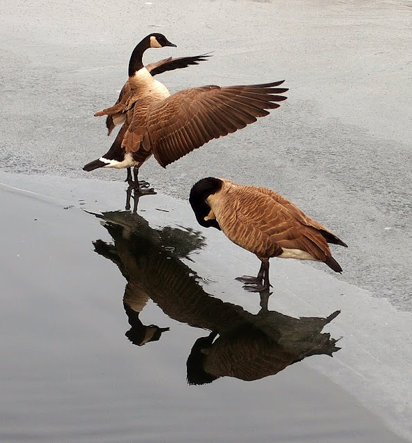 Photo Adventure Guild: Canadian Geese in Japan