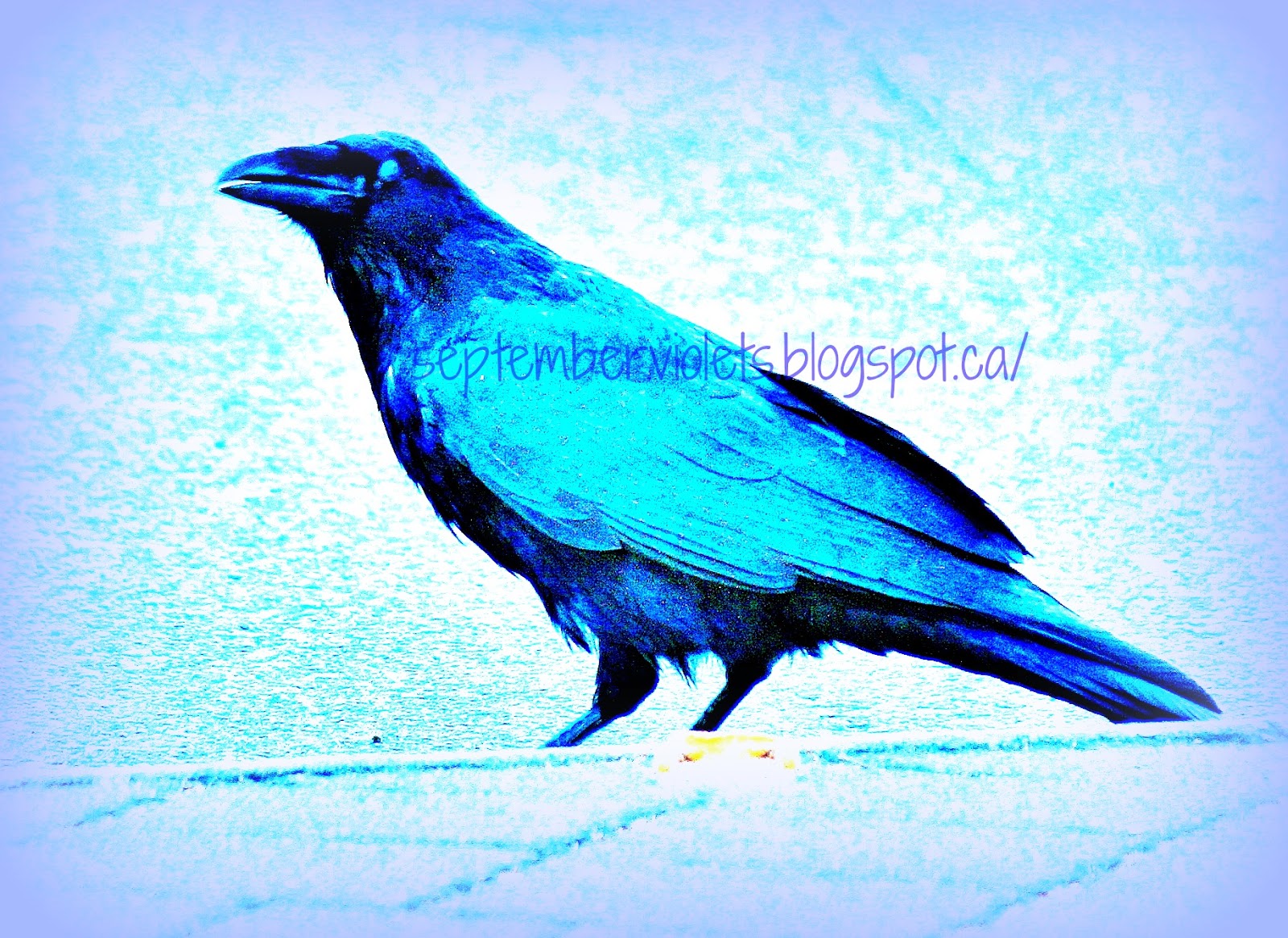September Violets: Raven Dance