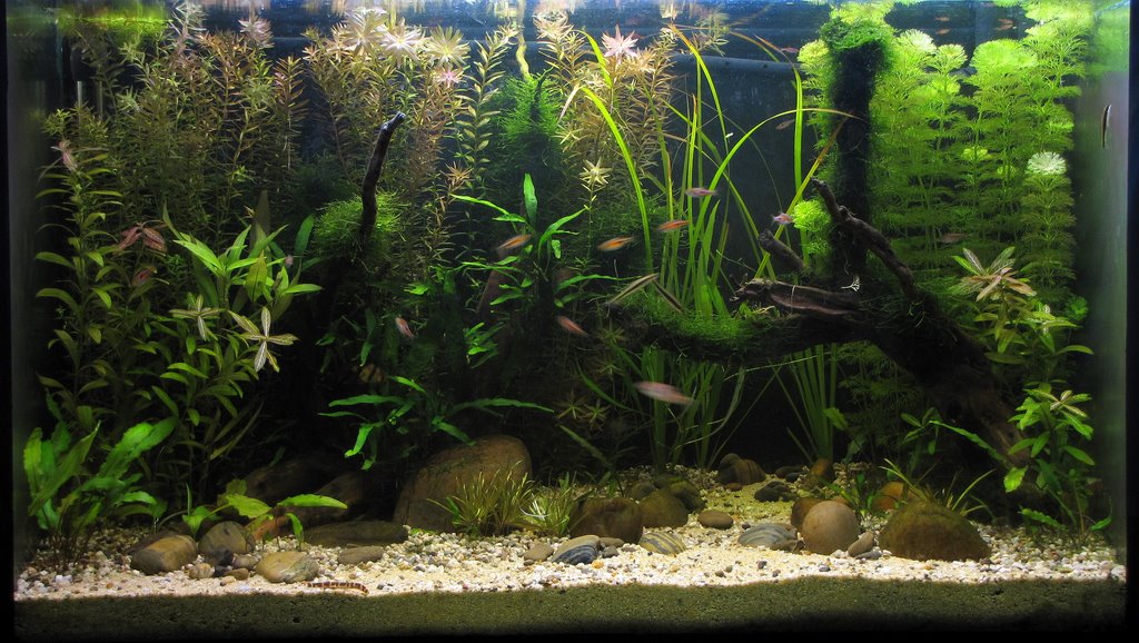 Borko's hobbies: A withe water river in Thailand - biotope aquarium.