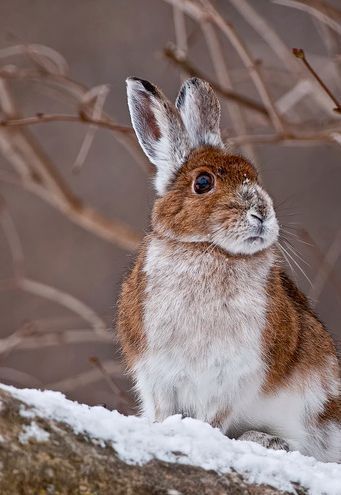 Content in a Cottage: Snow Bunny