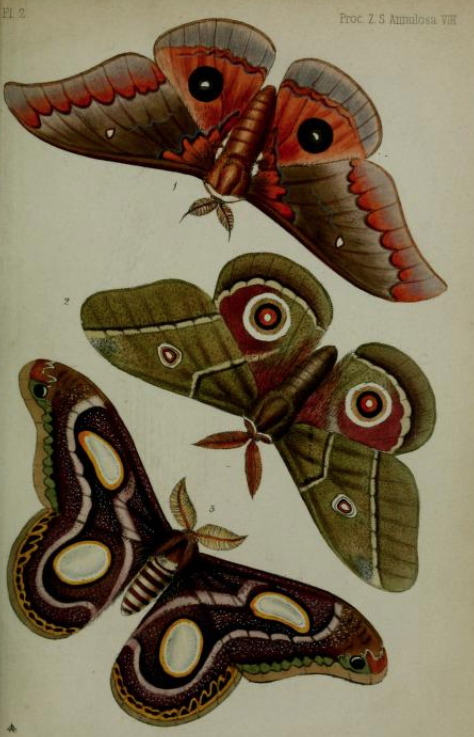 Earth and Space News: Mopane Worm Natural History Illustrations and ...