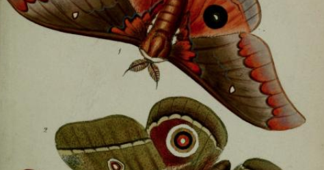 Earth and Space News: Mopane Worm Natural History Illustrations and ...