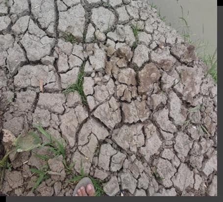 We Love Geography: Jenis dan Persebaran Tahan di Indonesia