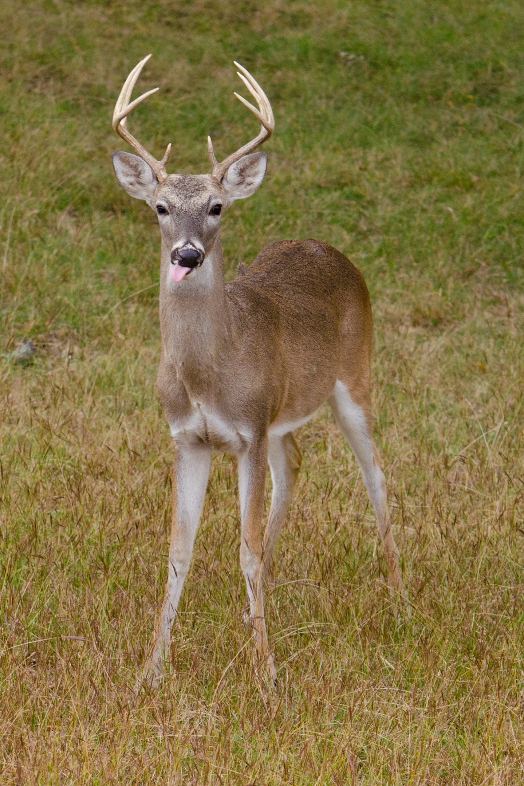 Jennie's Views: Sunrise Beach Deer