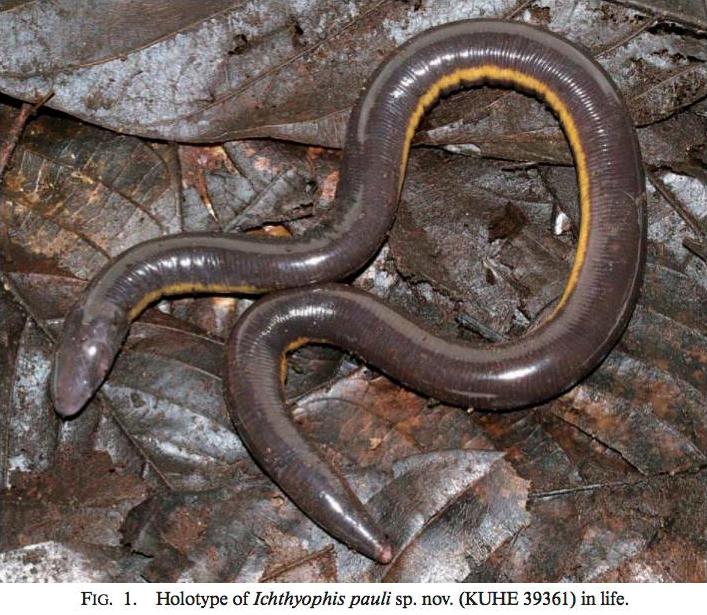 Species New to Science: [Herpetology • 2013] Ichthyophis pauli • A New ...