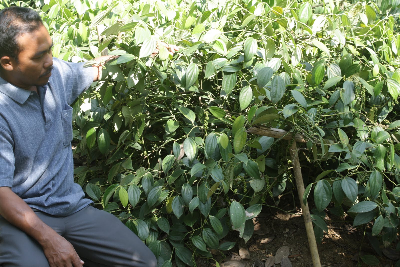 Budidaya Lada Praktis Dan Mudah : Budidaya Tanaman Lada Panjat dan Lada ...