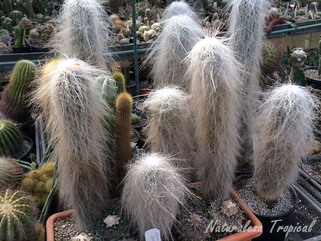 Naturaleza Tropical: Curiosidades que no sabías sobre los Cactus