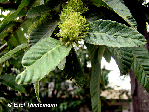 Argentina nativa: Raulí (Nothofagus alpina)