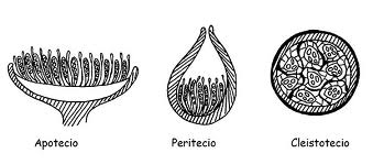 FITOPATOLOGIA I: FITOPÁTOLOGIA I - HONGOS