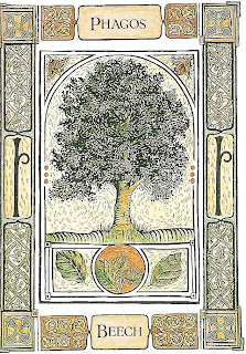 Indigo Readings Blog: Todays Reading - Phagos/ Beech