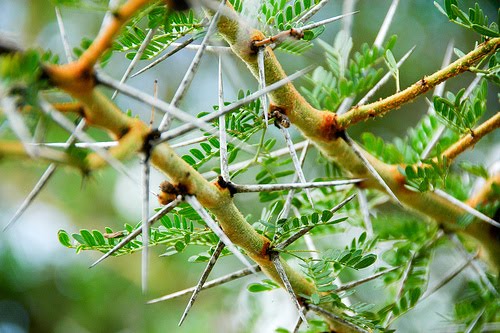 Earth's Internet & Natural Networking: Acacia tortilis: Poster Image of ...