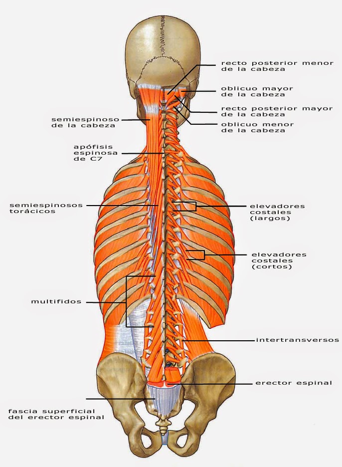 Morfofisiologia I: DORSO