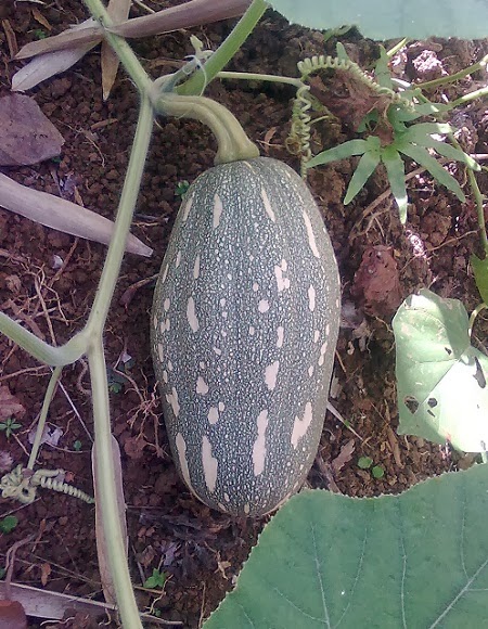 Kumpulan Poto Buah: Gambar Buah Labu Muda Di Pohon Rambat