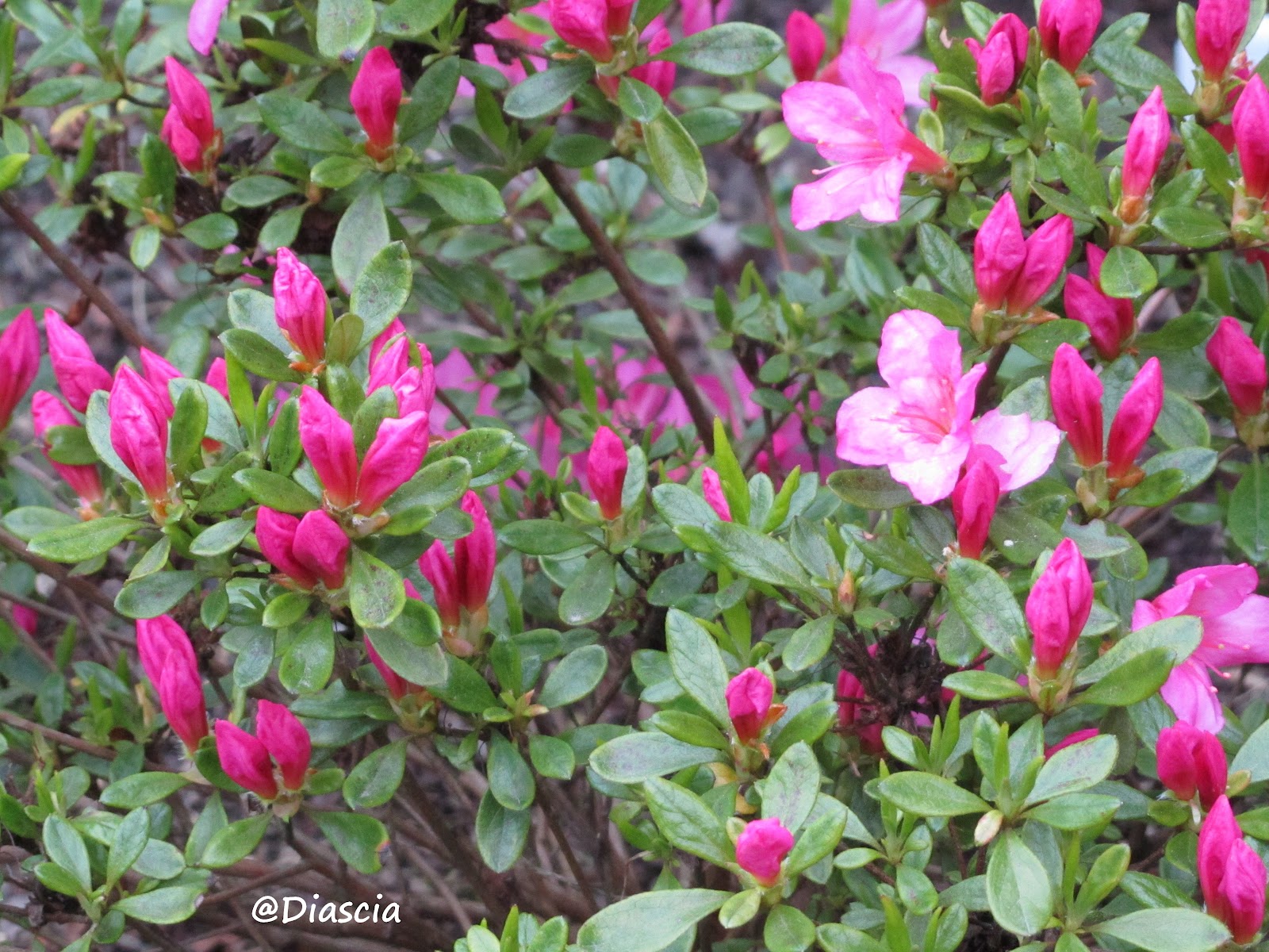 Le jardin de Diascia: AZALEES