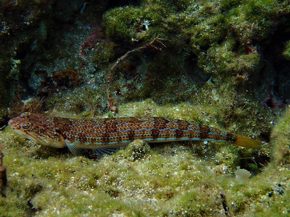 Biodiversity of Cyprus by NGO Protection of the Natural Heritage and ...