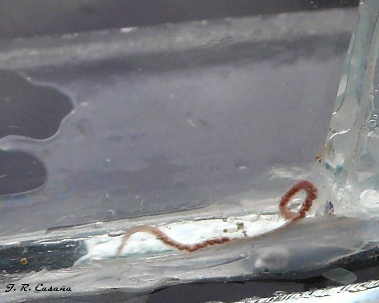 El Gallipato Alcublano: Oligochetos de la familia Tubificidae en el ...