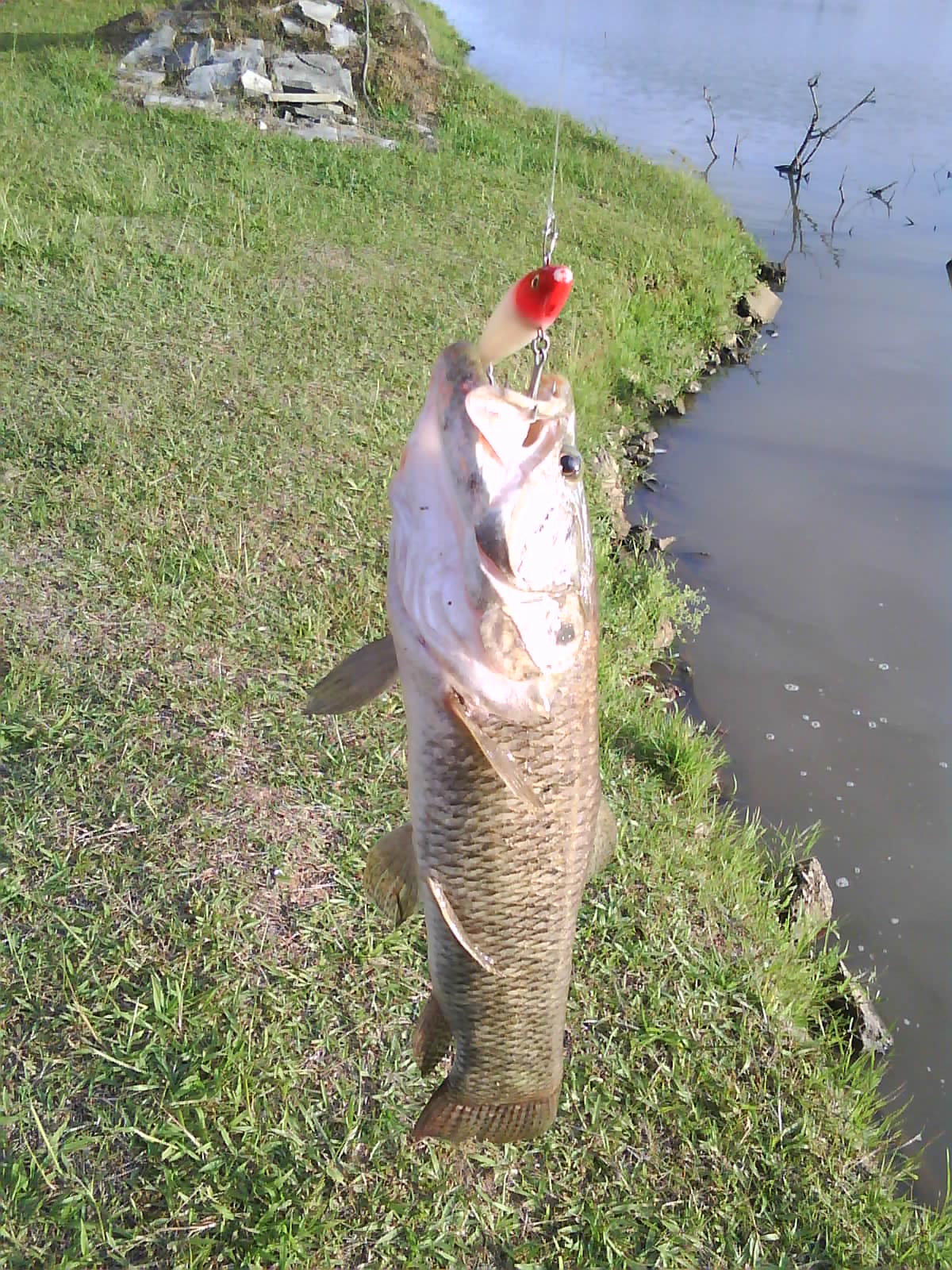 Amilton e Diego - Dicas De Pesca: Traíra / Wolf-Fish ( Hoplias ...