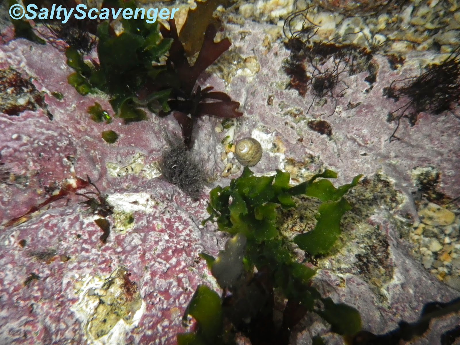 Rock Pooling: Rockpooling Destination: Revisit South- West Penwith ...