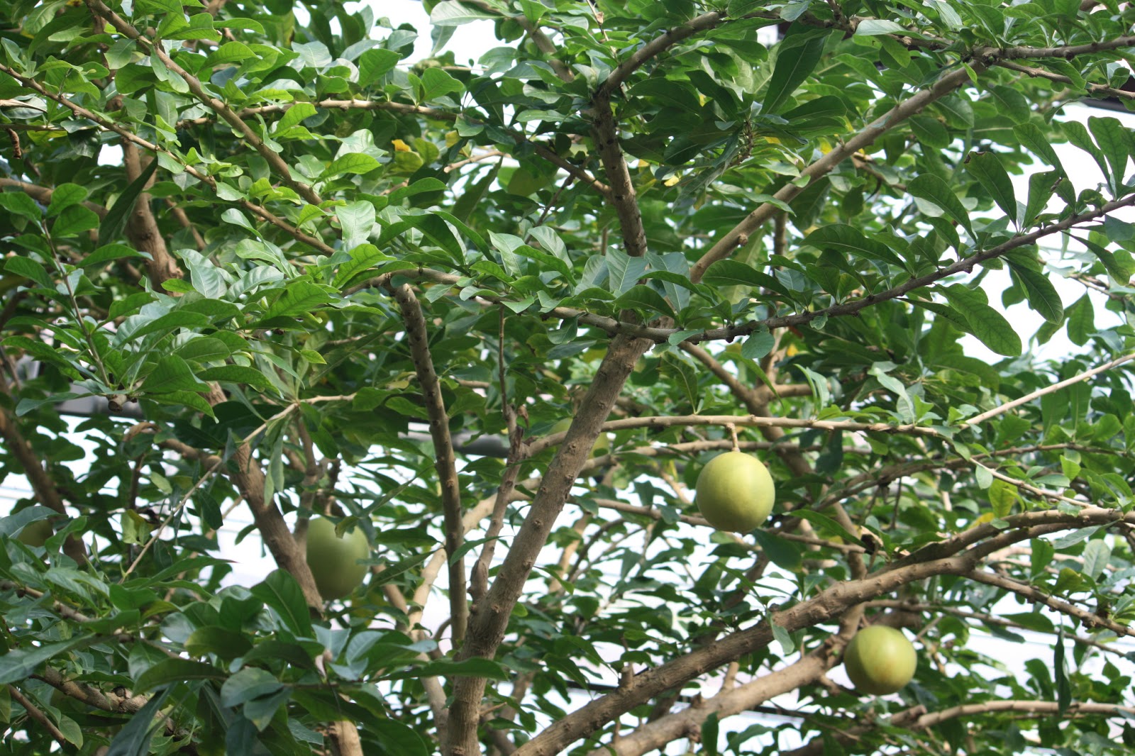 Koopman's Botanica: Crescentia cujete – Boomkalebas