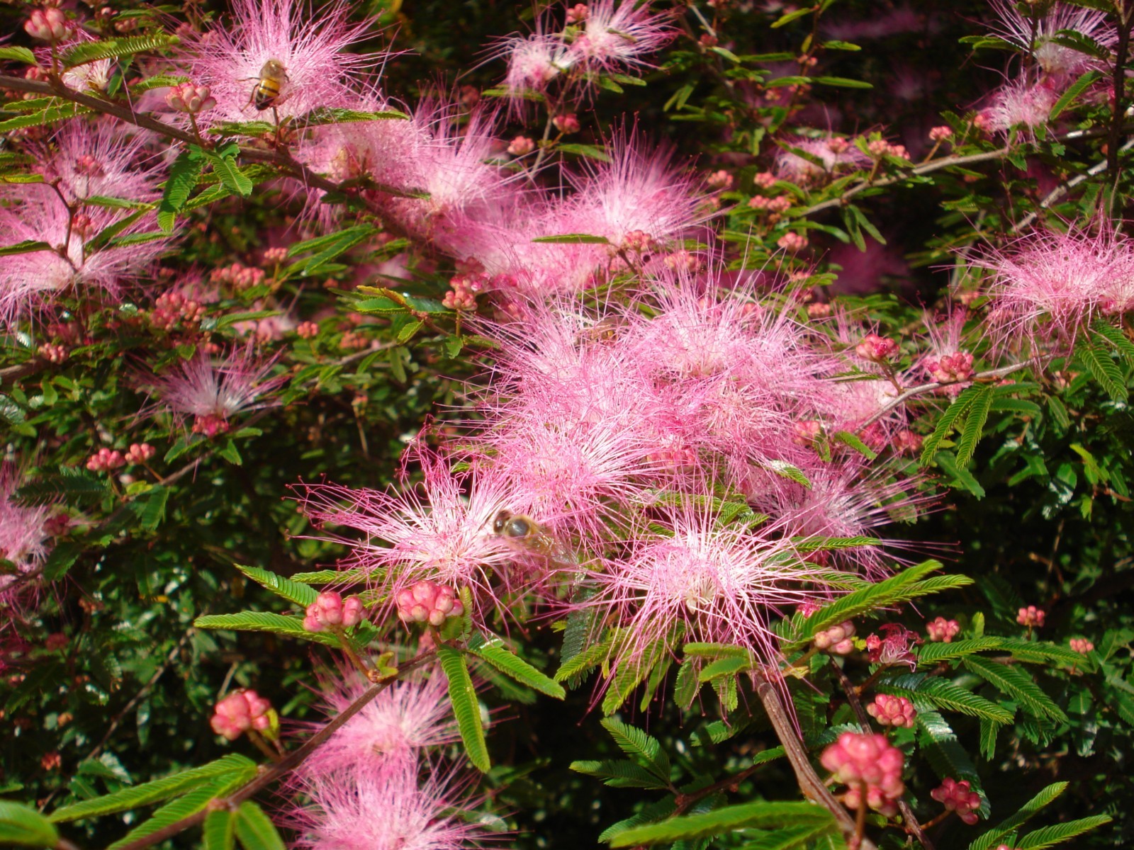 Canguçu em cores II: Topete-de-Cardeal - Calliandra brevipes Benth ...