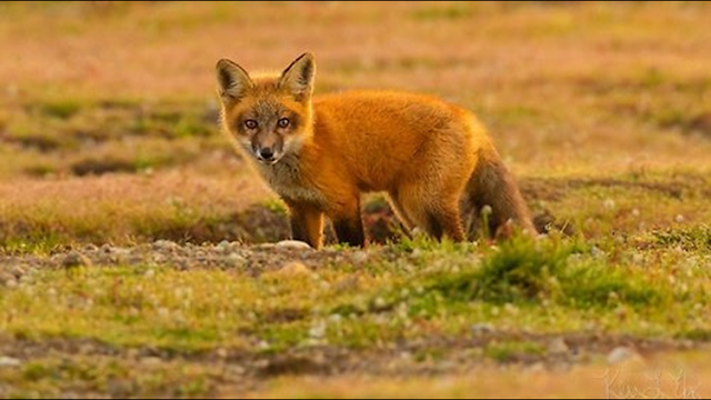 White Wolf : Epic battle between eagle, fox and rabbit on San Juan Island