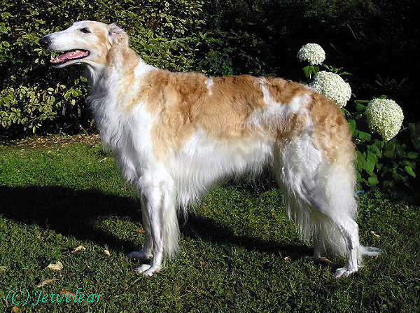 Es de Perros: Borzoi