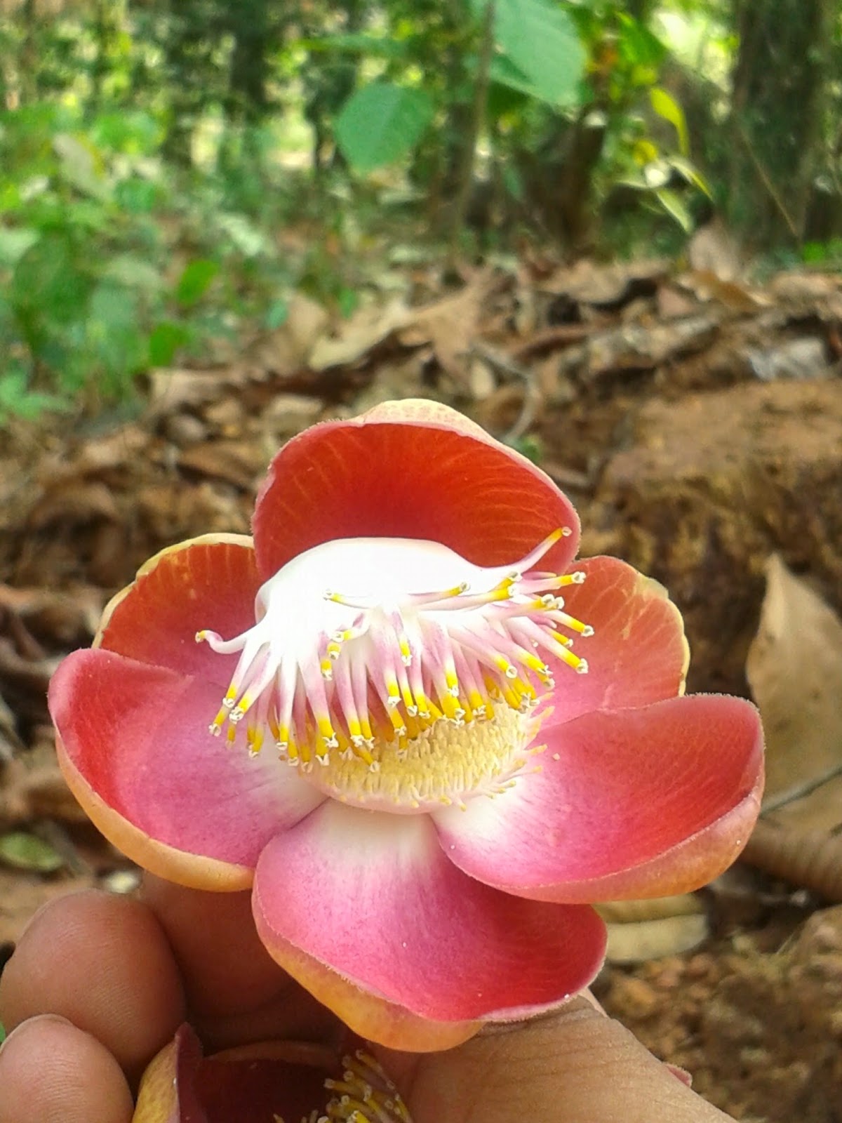 Kaleidoscope: Nagalinga Poo ( Couroupita Guianensis or cannonball tree)