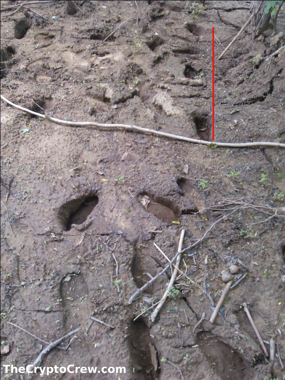 Possible Bigfoot Tracks Found Near Ohio River ~ The Crypto Crew