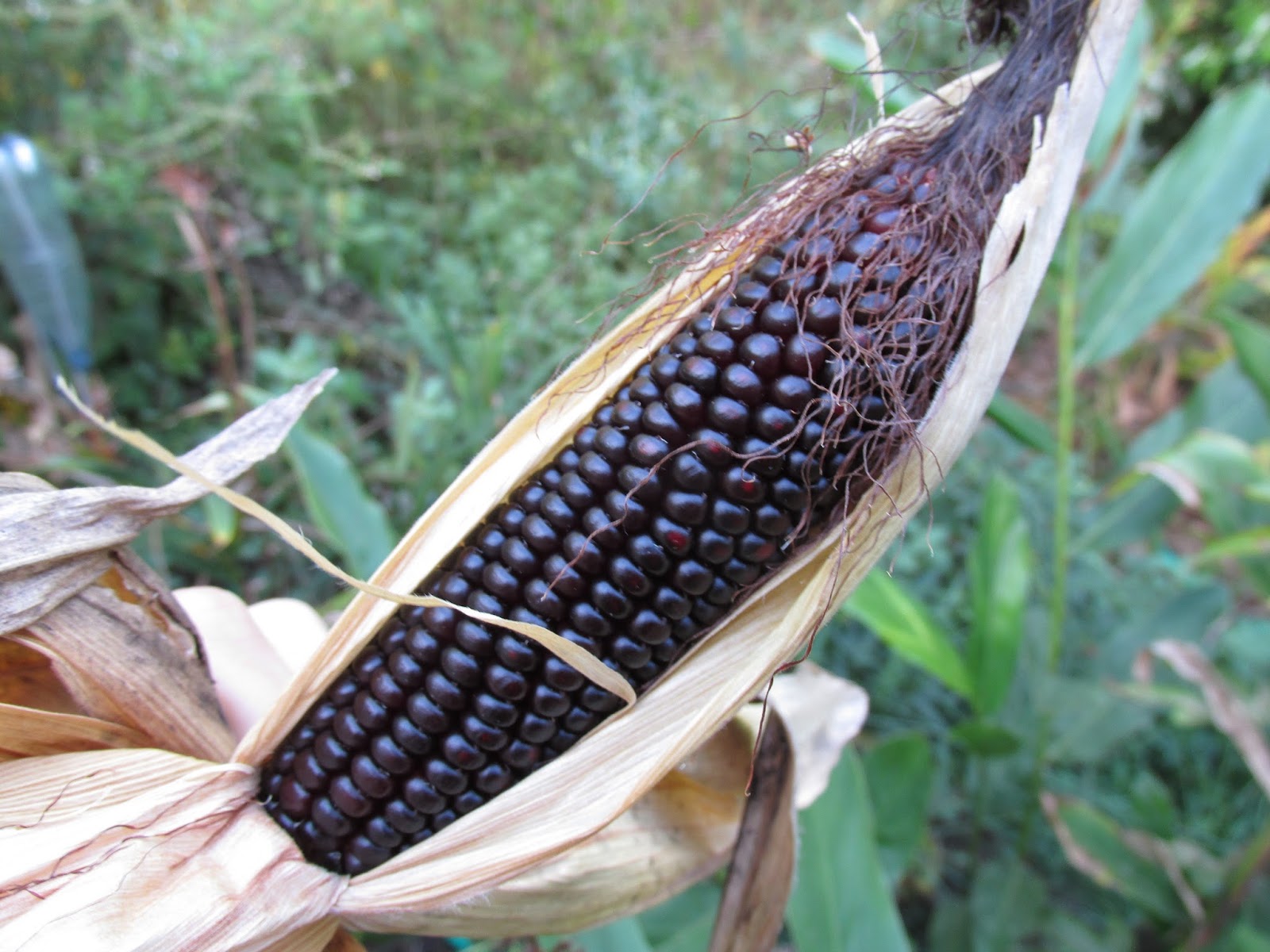 .: O que é milho crioulo?