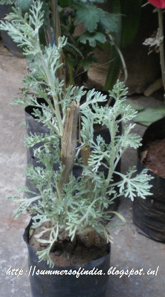 SummersofIndia: Time for some gardening