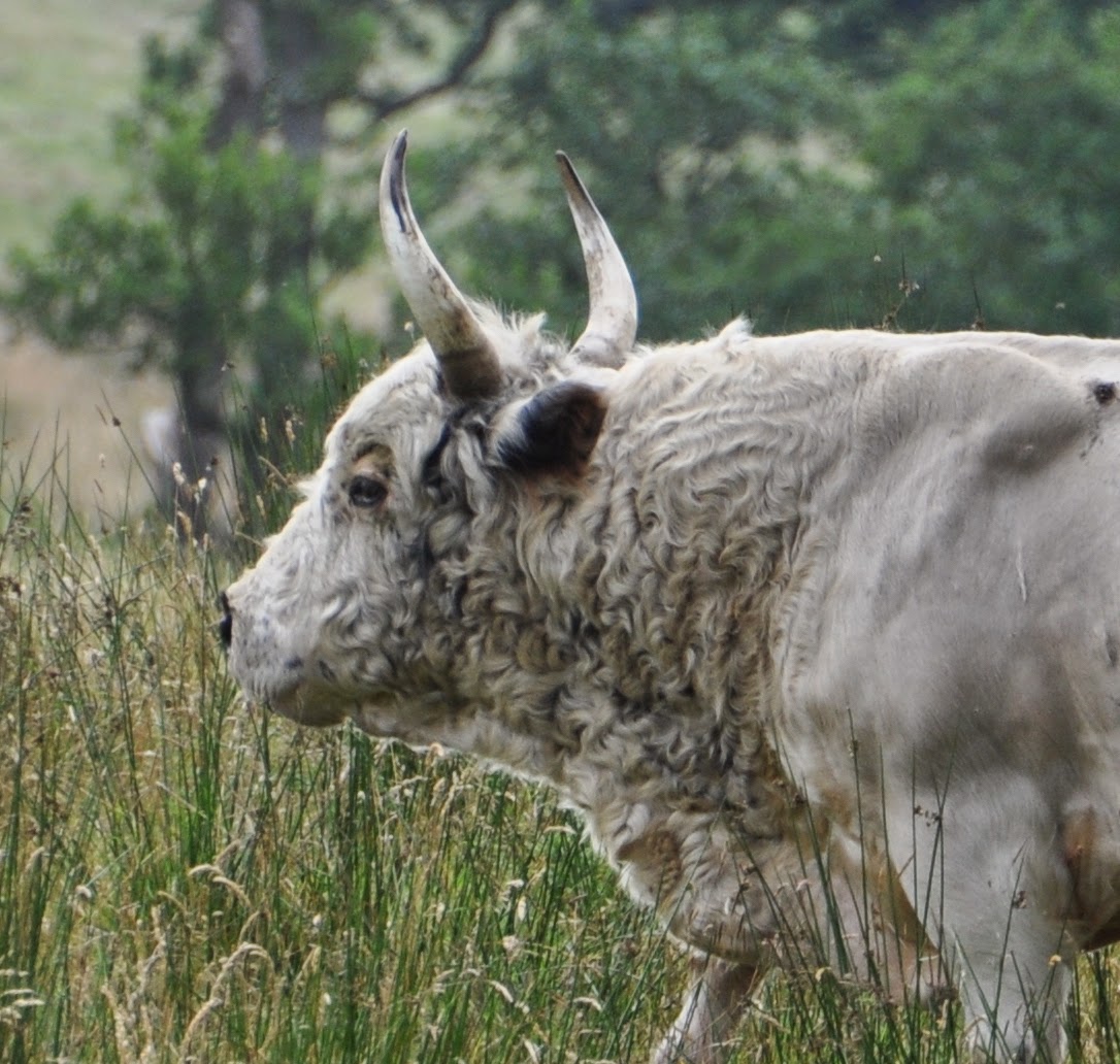 The Breeding-back Blog: Forelocks and manes