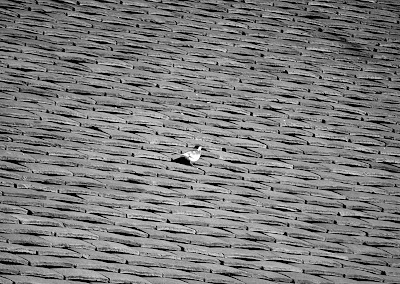 The Plashing Vole: October 2012